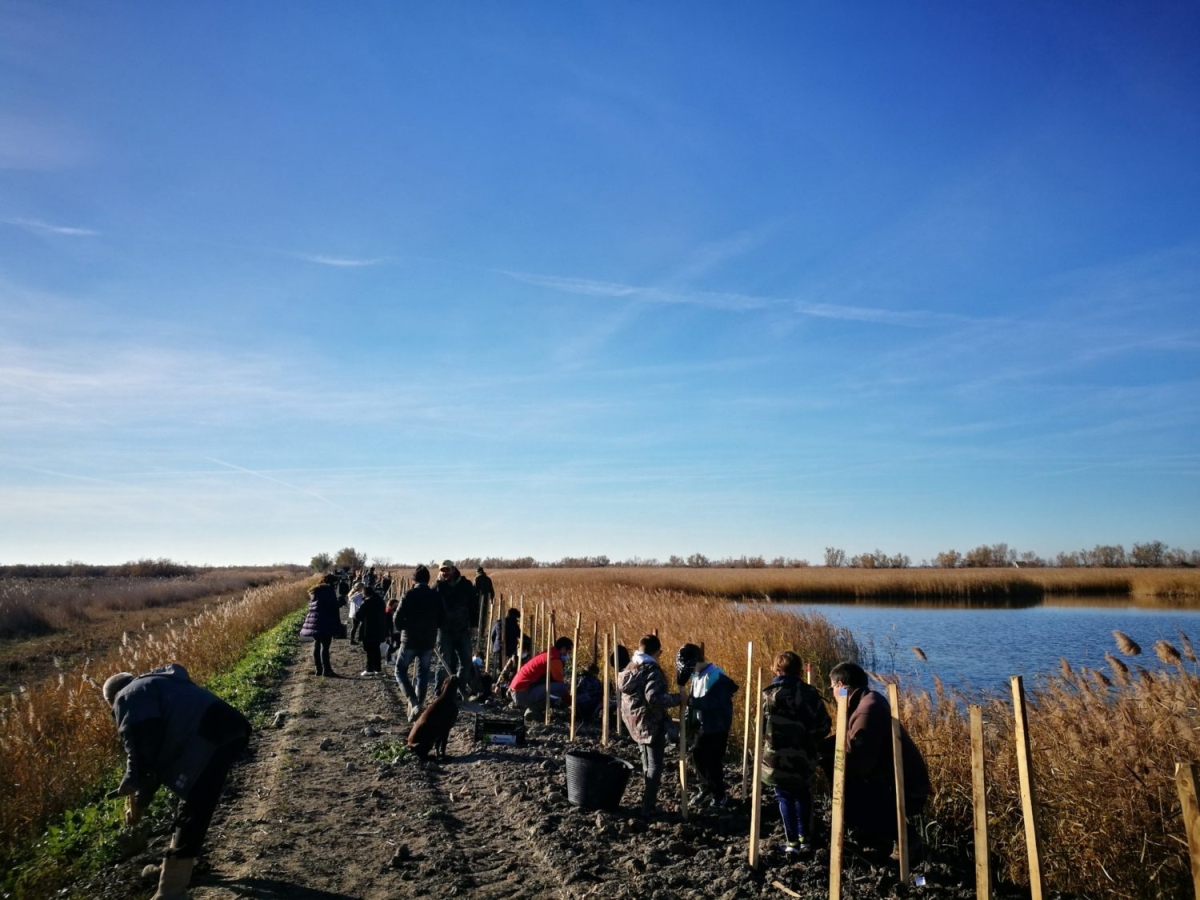 Plantation d’une haie champêtre sur la Diagonale - Les Marais du Verdier
